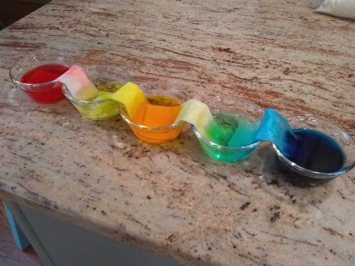 Apologia Botany Review - 4onemore